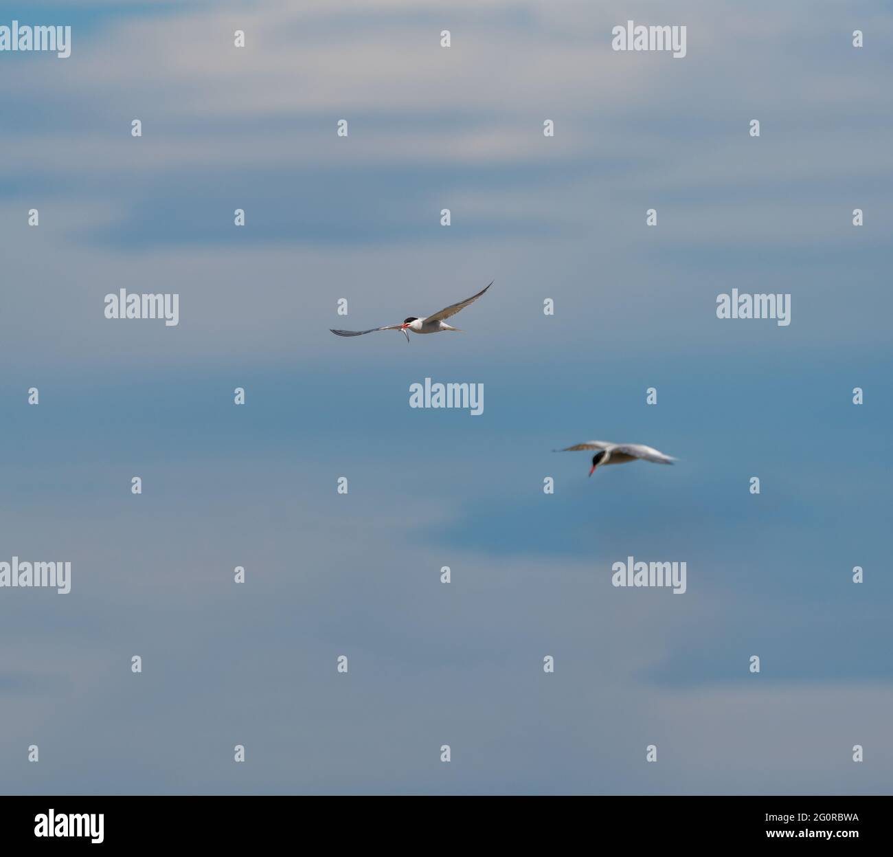 Bird flying with fish in the beak over cloudy sky Stock Photo - Alamy