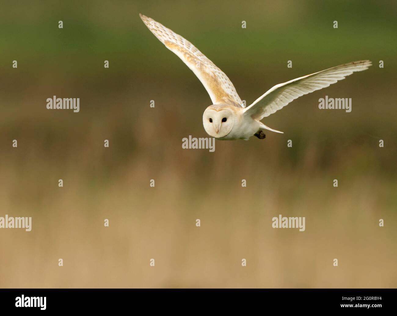 A wild Barn Owl (Tyto alba) in flight, Norfolk Stock Photo - Alamy