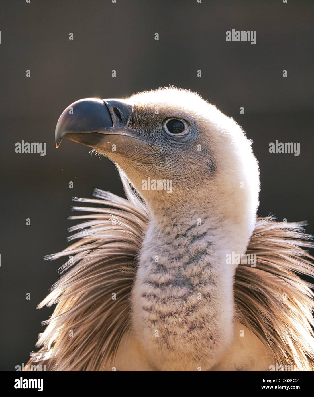 Majestic bird hi-res stock photography and images - Alamy