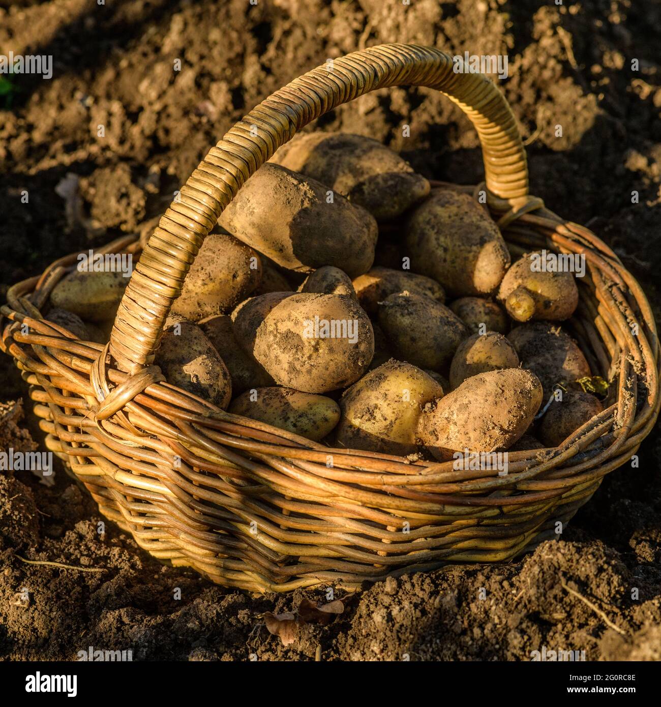 Soil rich in Animal and Poultry manure results in a crop of magnificent ...