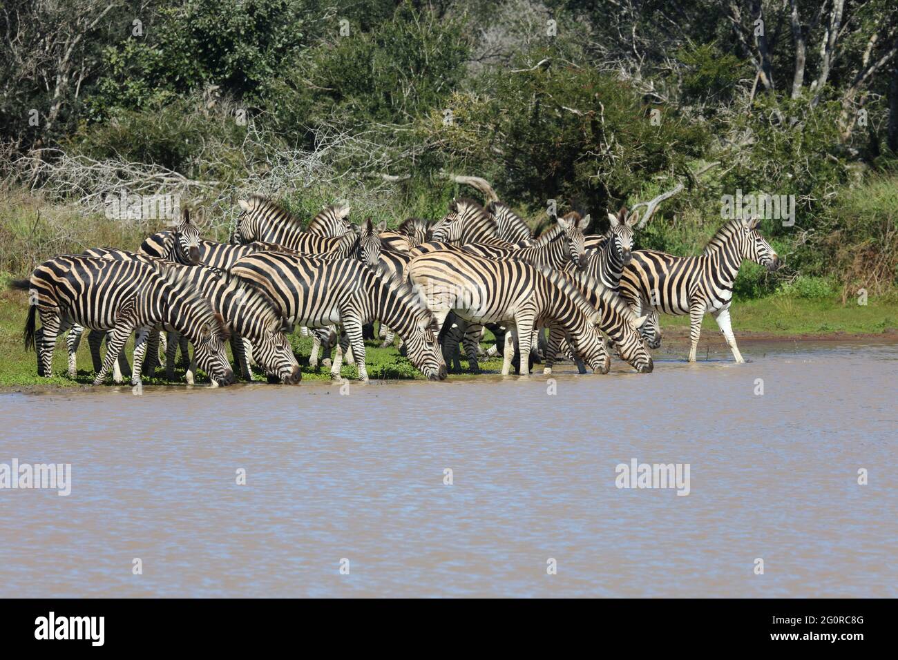 Steppenzebra / Burchell's zebra / Equus burchellii Stock Photo - Alamy