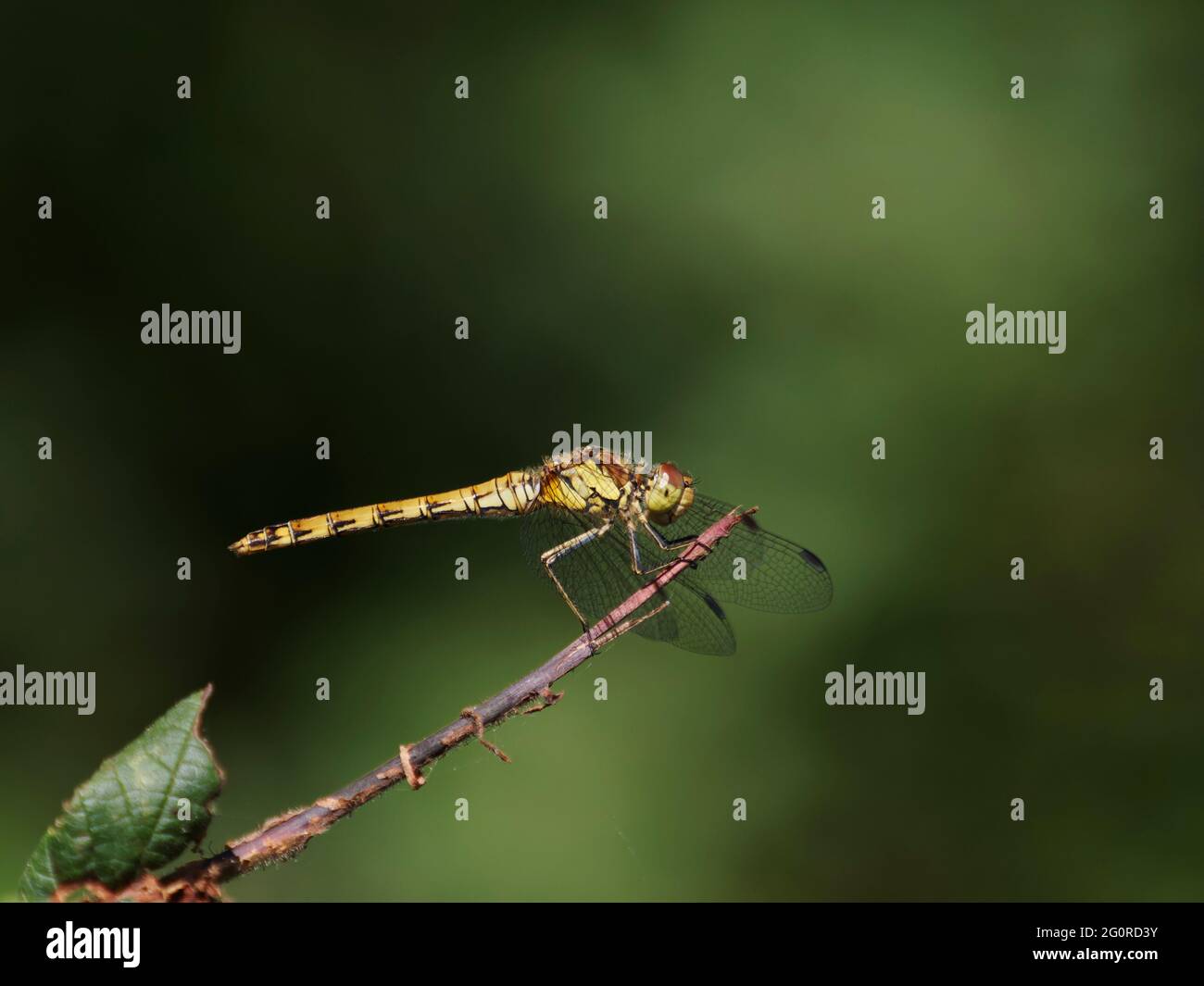 Common Darter Dragonfly - female at rest Sympetrum striolatum Essex, UK ...