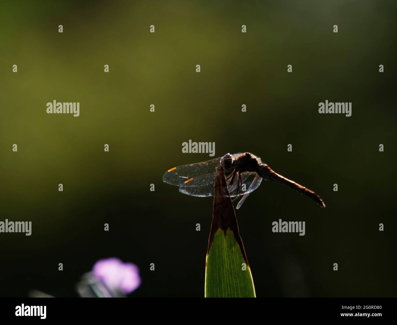 Backlit insects hi-res stock photography and images - Alamy