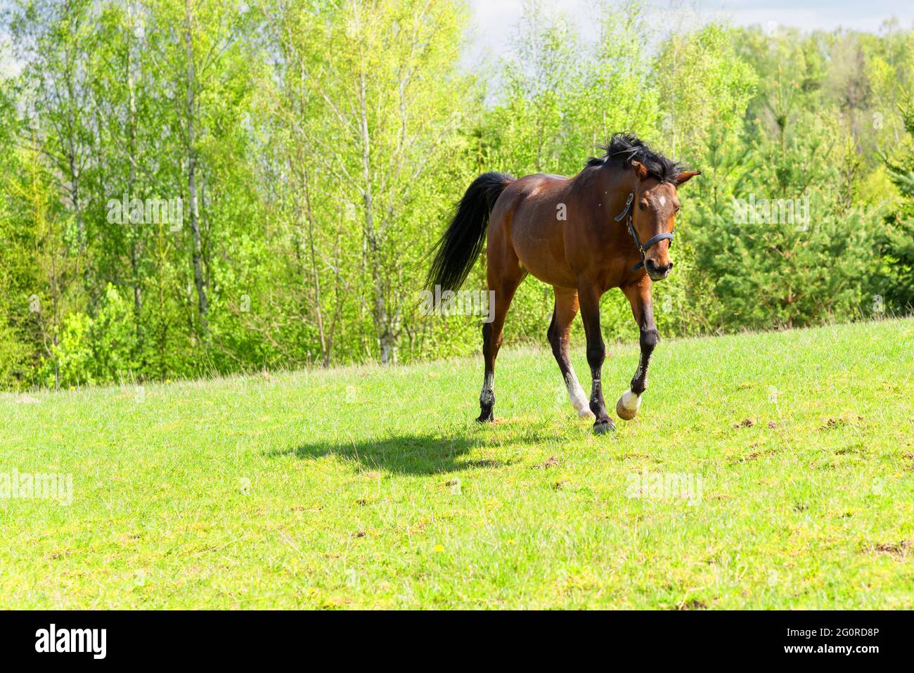 Beautiful young horse walking on the field or pasture.Brown Horse ...
