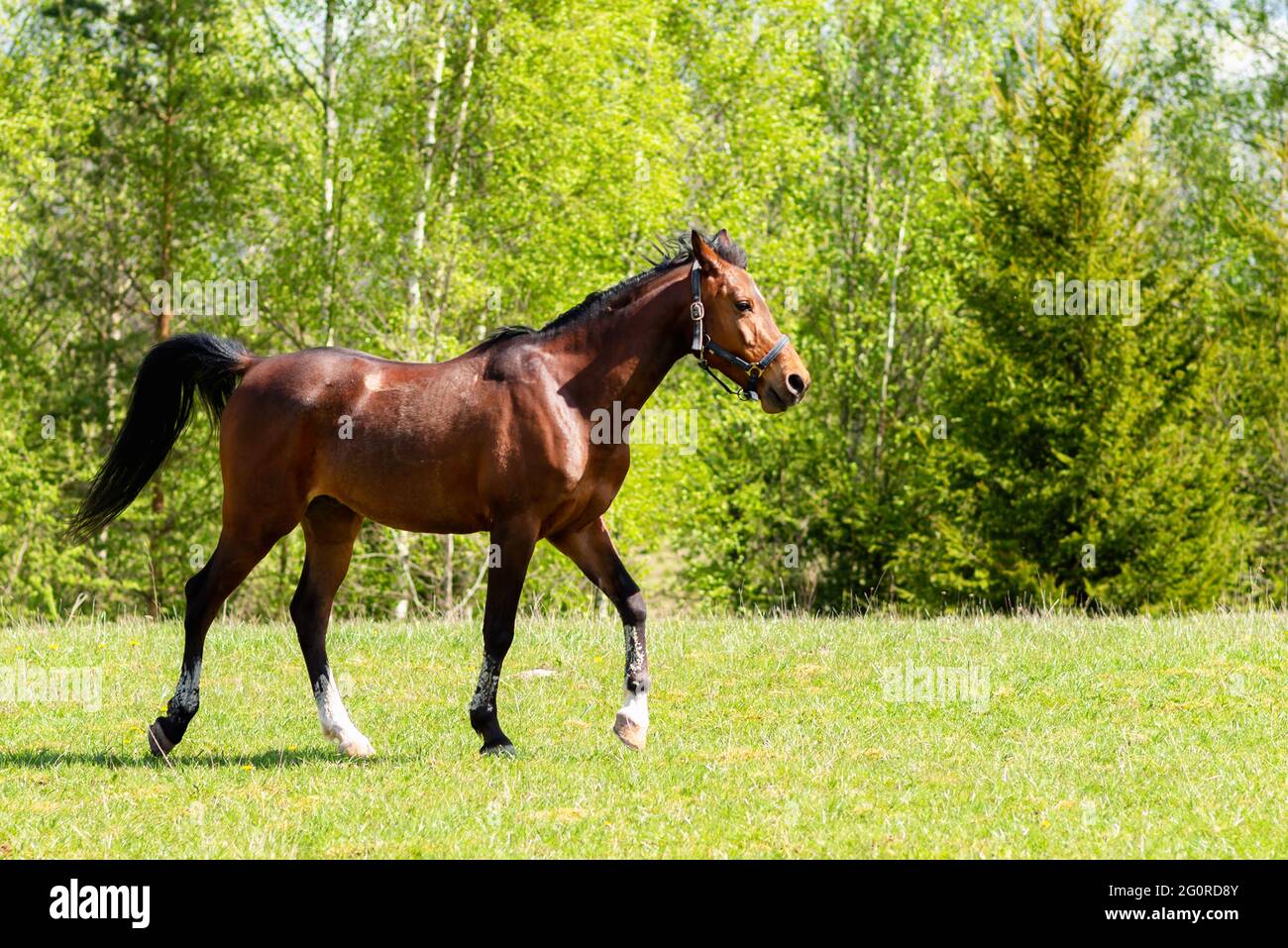 Beautiful young horse walking on the field or pasture.Brown Horse ...