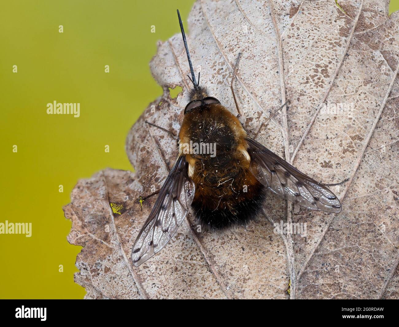 Long tongue insect hi-res stock photography and images - Alamy