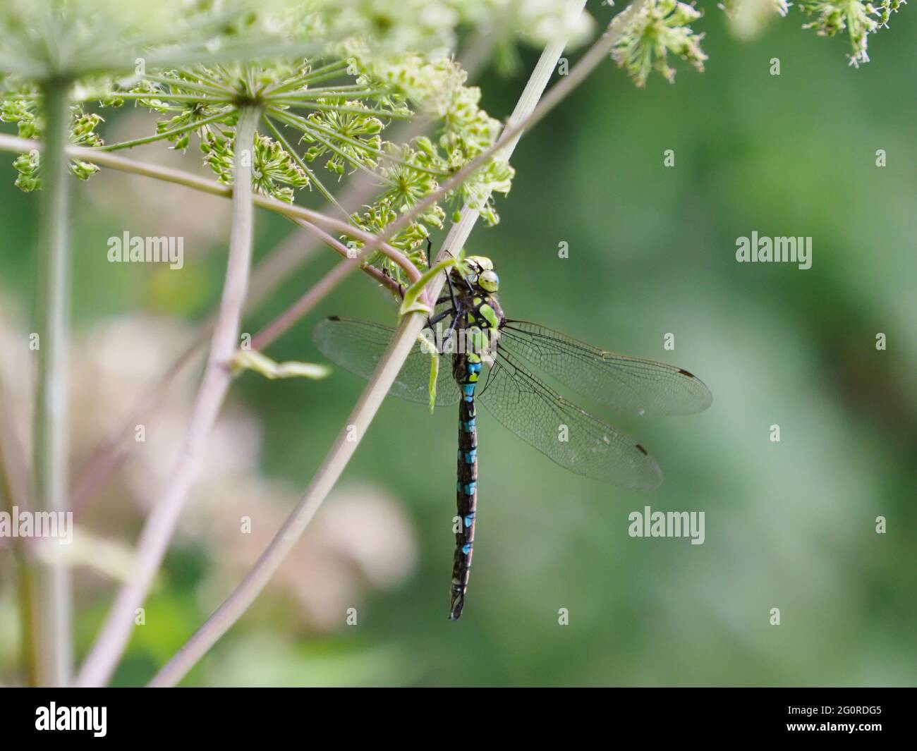 British dragonflies hi-res stock photography and images - Alamy