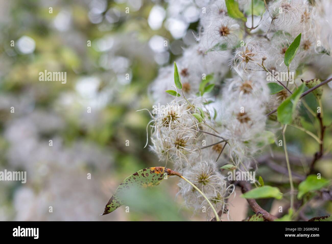 unusual wild flower in a tree. Soft focus Stock Photo - Alamy