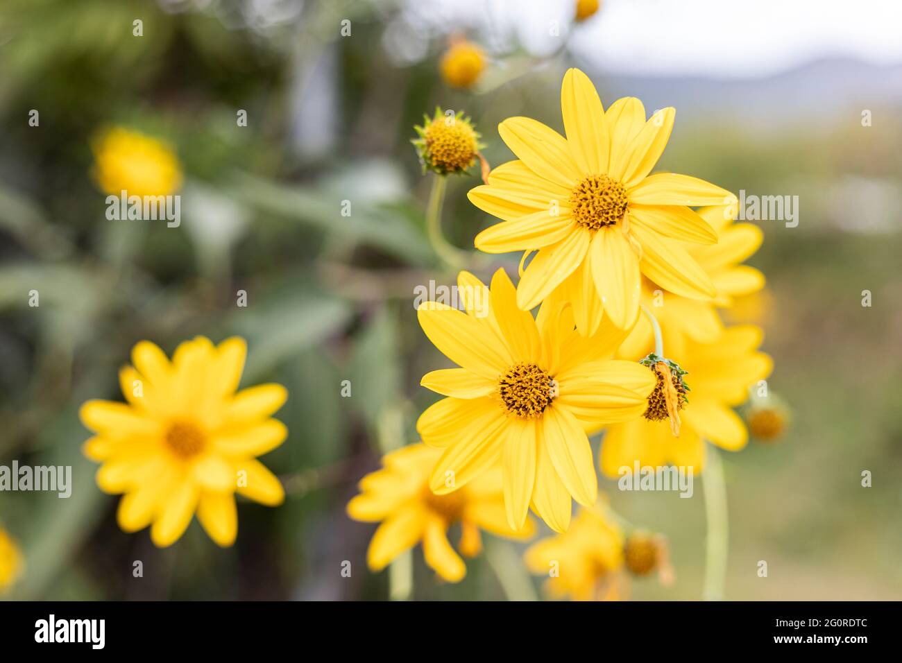 Daisies in nature hi-res stock photography and images - Alamy