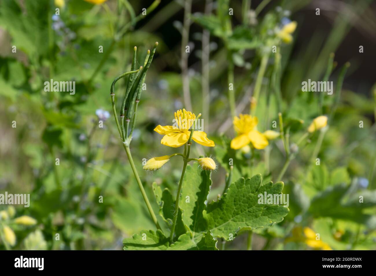 greater celandine in a garden in Nantes - France Stock Photo - Alamy