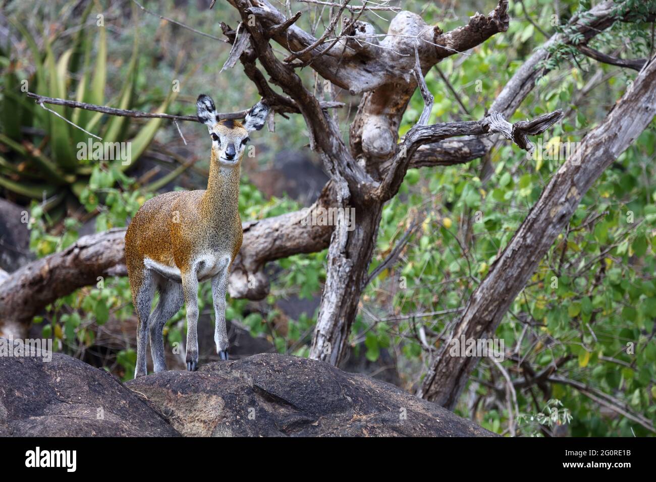 Klippspringer / Klipspringer / Oreotragus oreotragus Stock Photo - Alamy