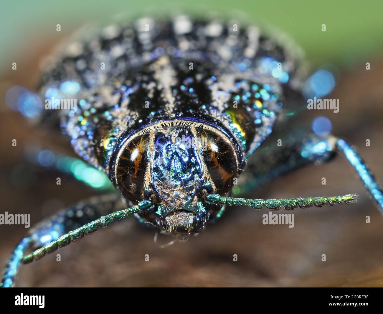 Beetle, (Polybothris sumptuosa) Blue, MADAGASCAR, Stacked Focus, set ...