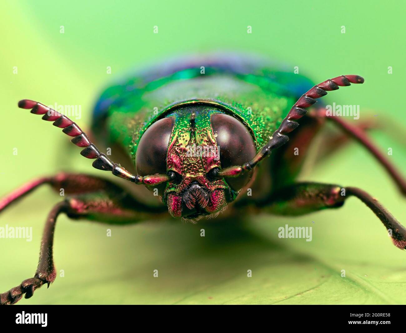 Beetle, (Megaloxantha purpurascens), Malaysia, Stacked Focus, set ...