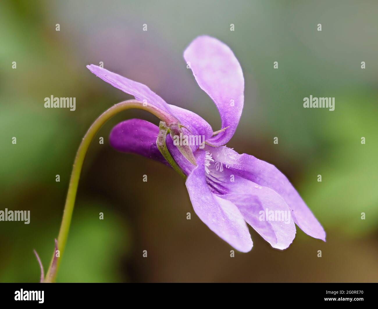 Common Dog Violet (Viola riviniana) Queensdown Warren Kent Wildlife ...