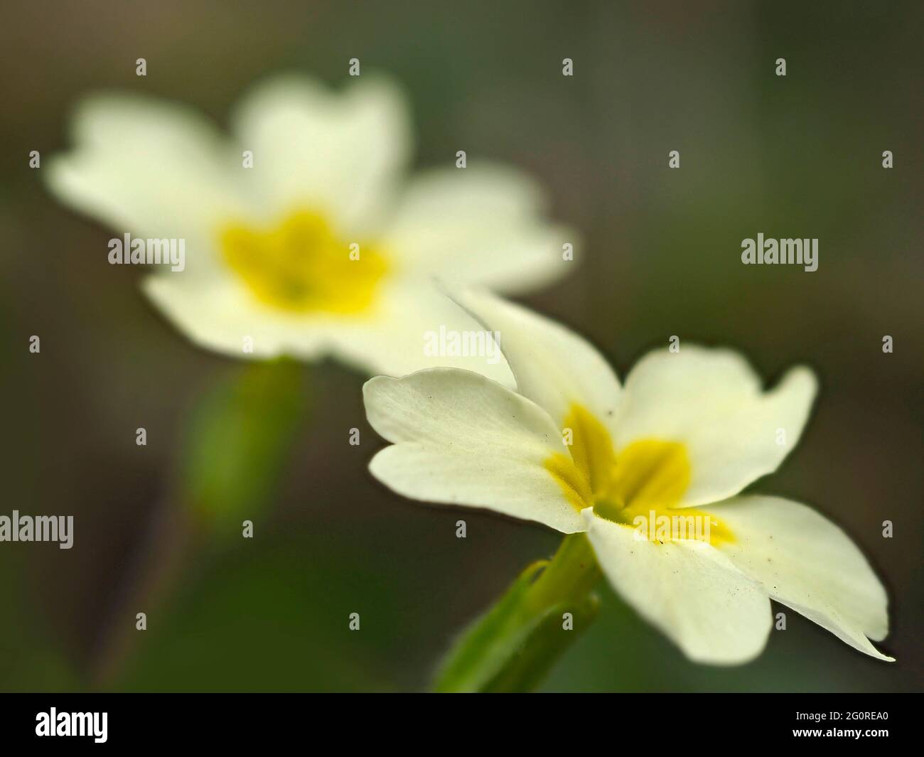 Trust flower hi-res stock photography and images - Alamy