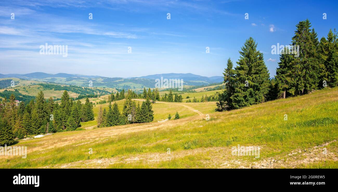 Fir Trees In The Alpine Valley High Resolution Stock Photography and ...