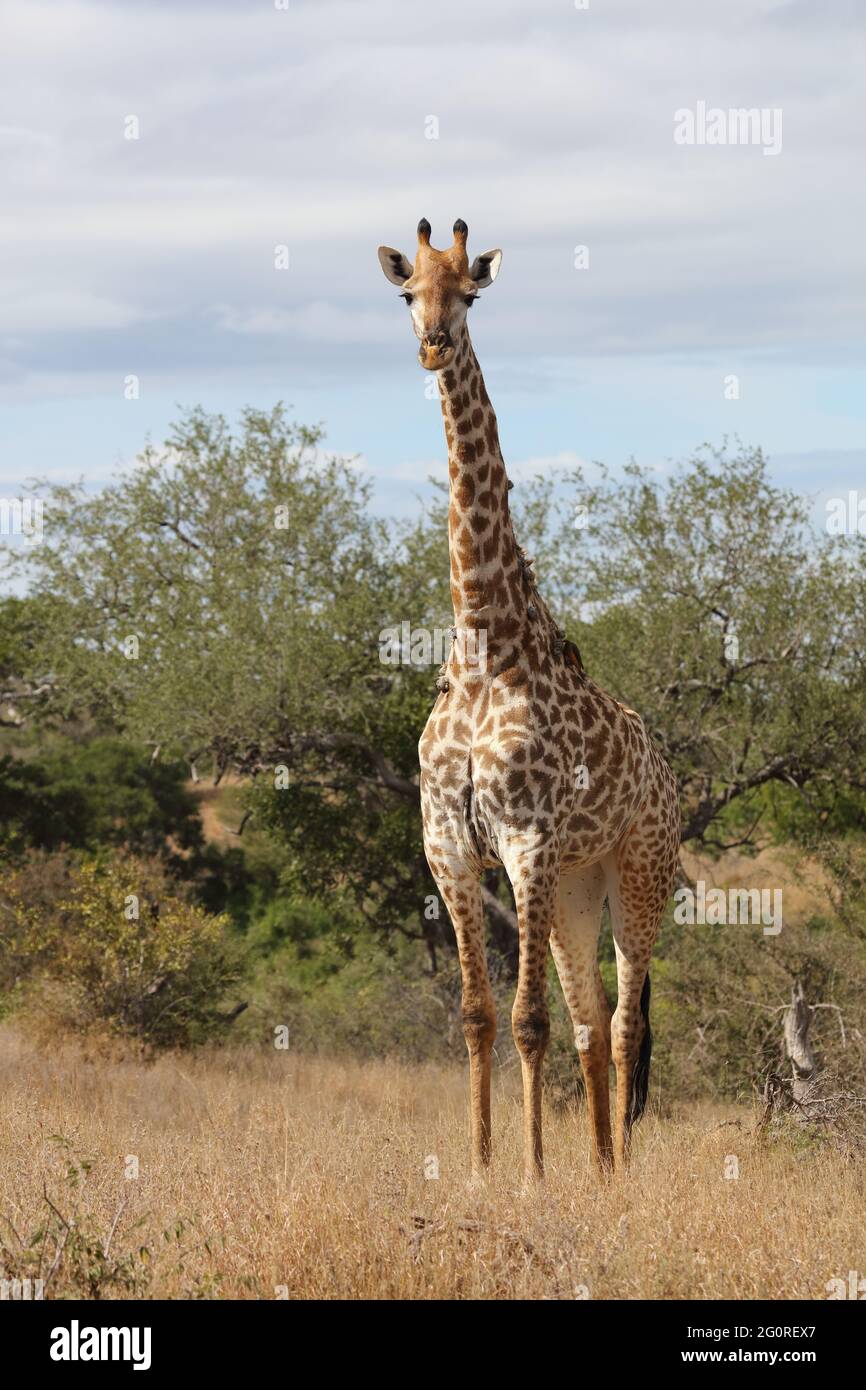 Sick giraffe hi-res stock photography and images - Alamy