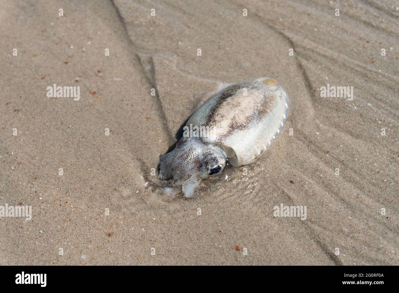 A dead squid died aground on the beach caused from water pollution ...