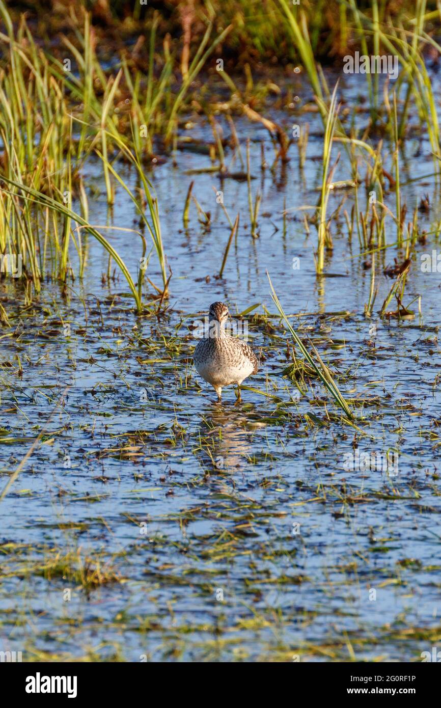 Mudflat plants hi-res stock photography and images - Alamy