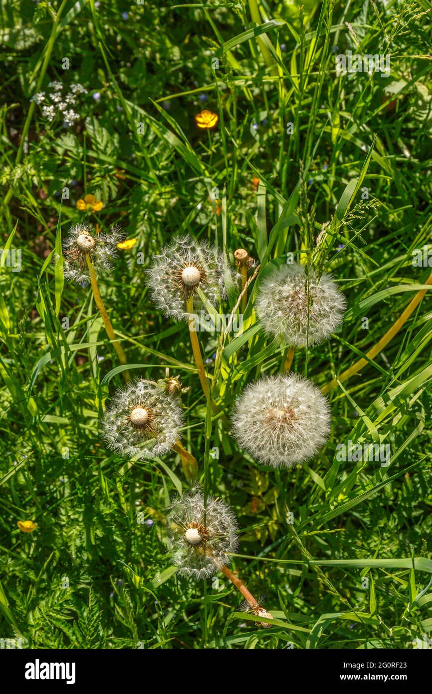Group of dandelions hi-res stock photography and images - Alamy