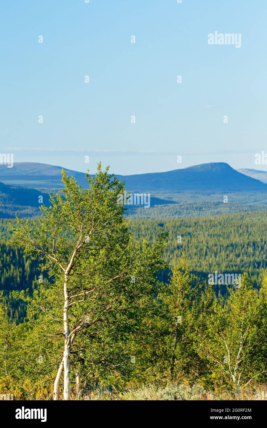 Birch tree in a forest landscape Stock Photo - Alamy