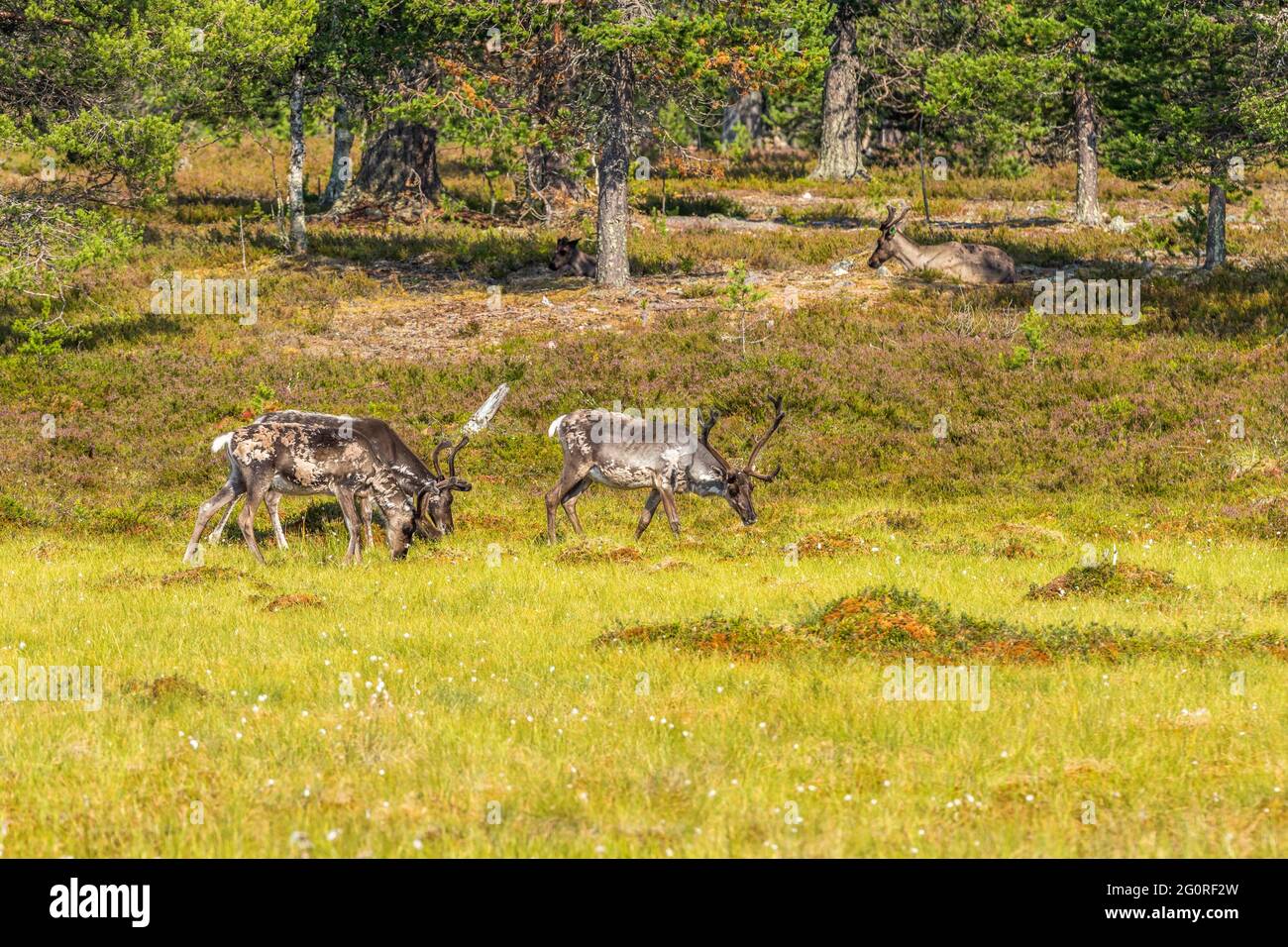 Flock of reindeer hi-res stock photography and images - Alamy