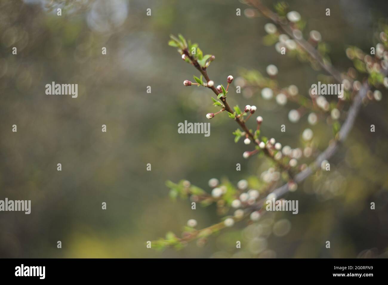 Branch with flower buds Stock Photo - Alamy