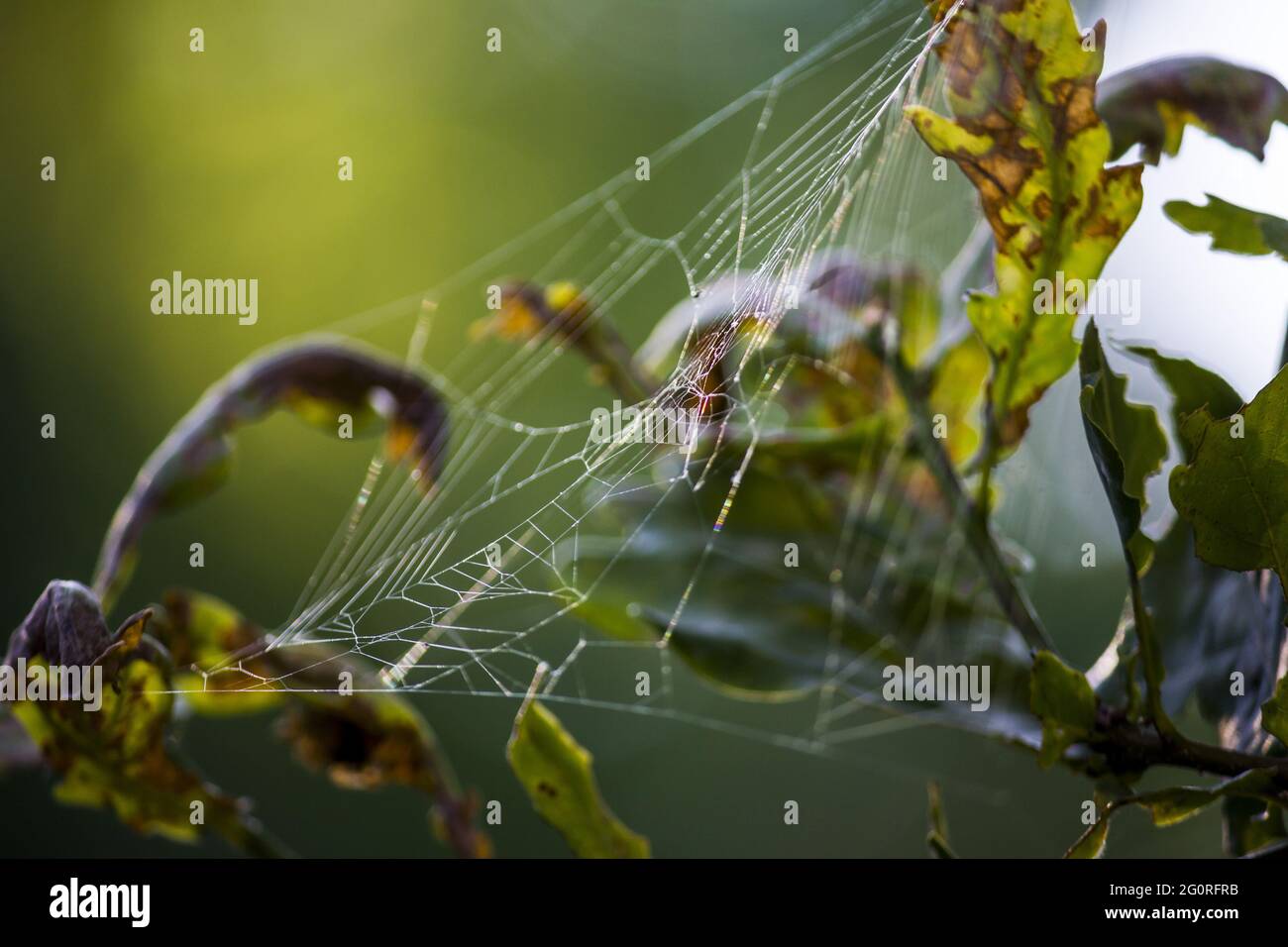 Spider web on plant leaves Stock Photo - Alamy