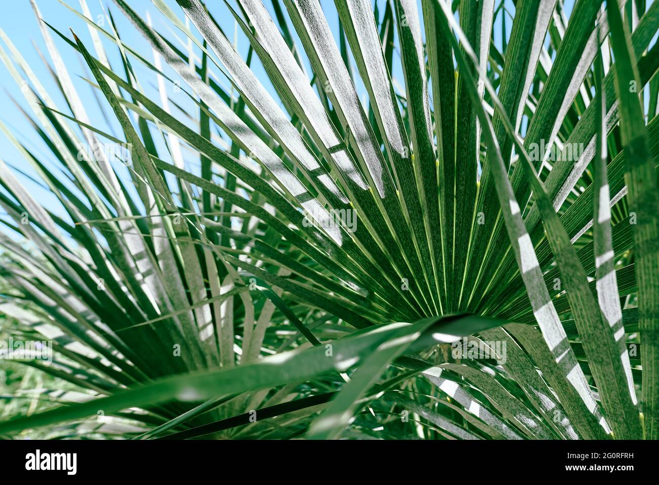 Beautiful tropical foliage in green color. Palm leaves on blue sky ...
