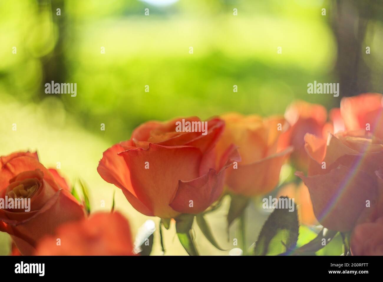 Selective fcocus shot of coral roses Stock Photo - Alamy