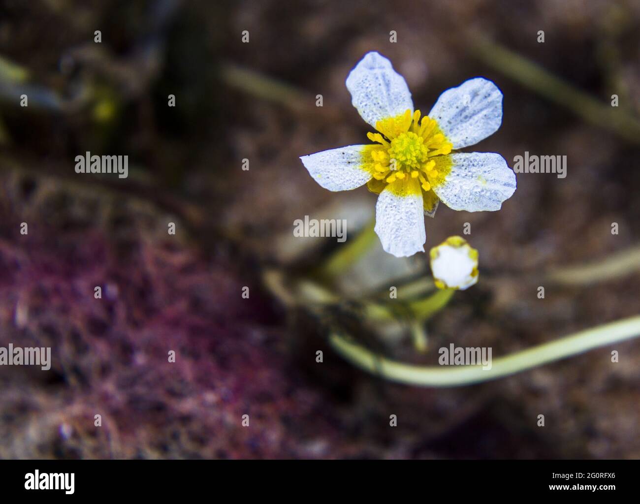 Buttercup flower in nature Stock Photo - Alamy
