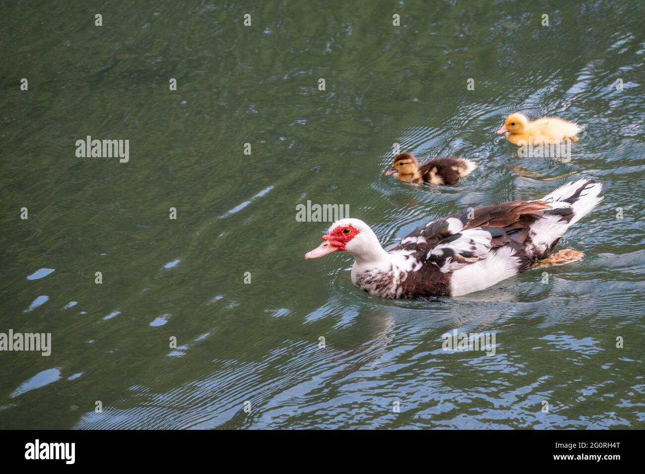 White and black duck with red head, The Muscovy duck, swims in the pond ...