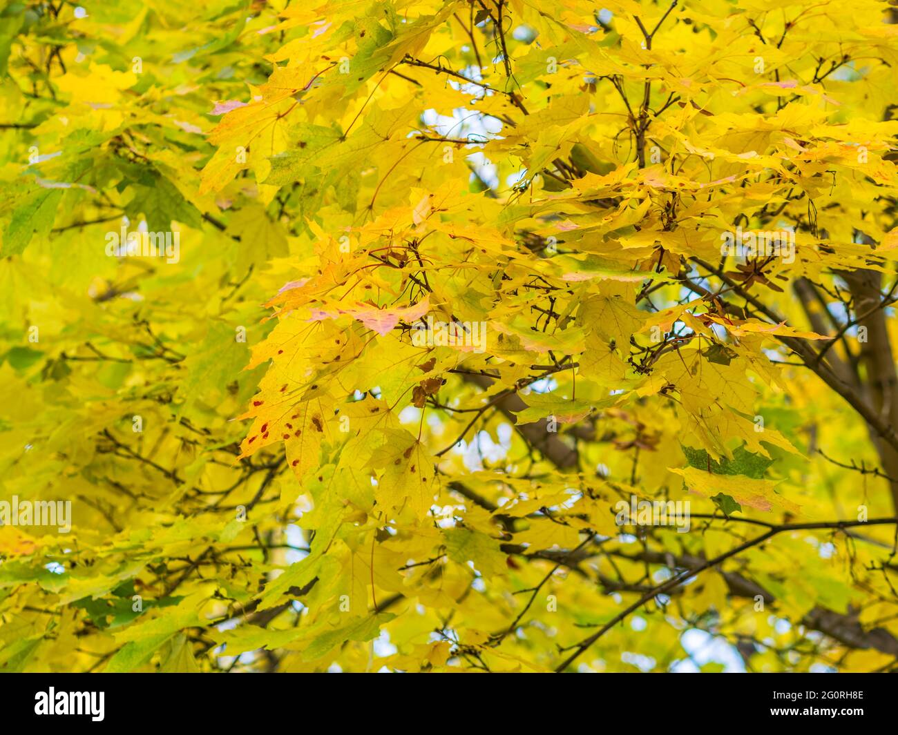 Maple branches with yellow leaves in autumn, in the light of sunset ...