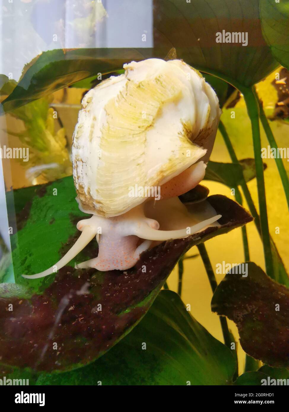 Spike topped hi-res stock photography and images - Alamy