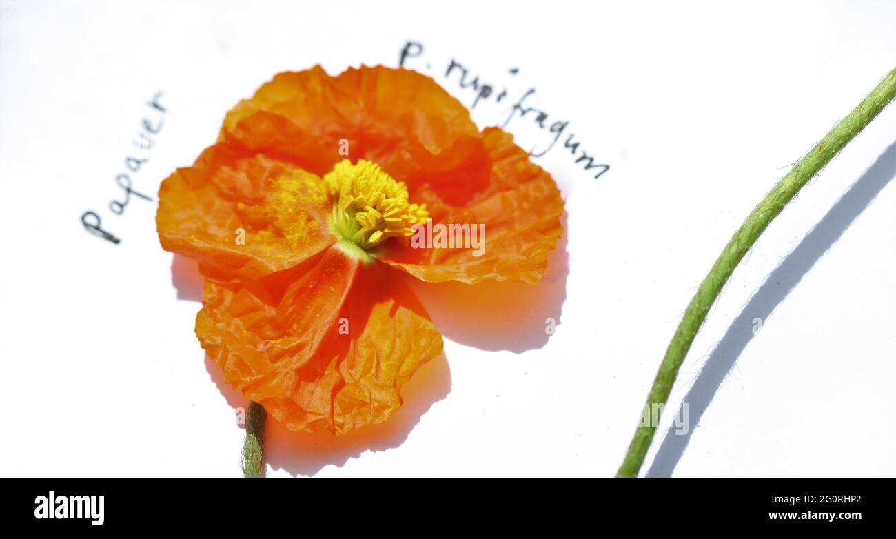 Rupifragum hi-res stock photography and images - Alamy