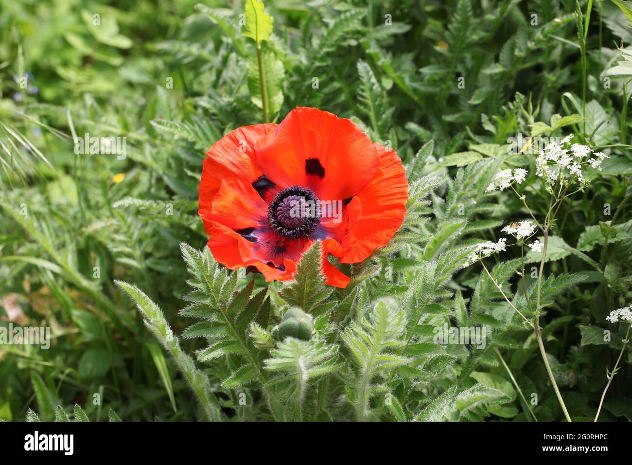 Papaver oriental beauty of livermere hi-res stock photography and ...