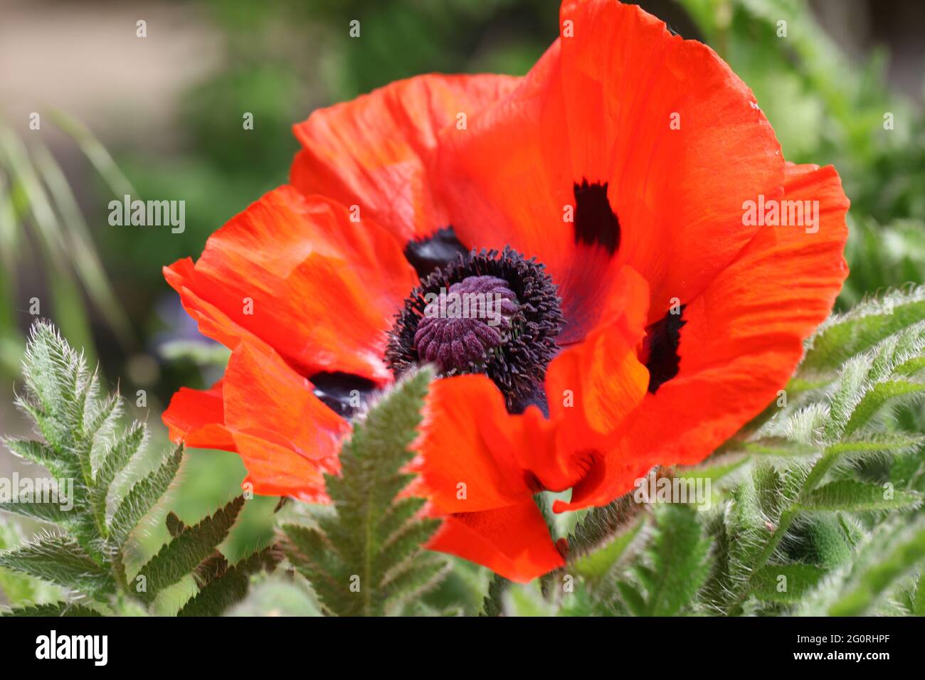 Close-up of Oriental Poppy 'Beauty of Livermere' / Papaver orientale ...