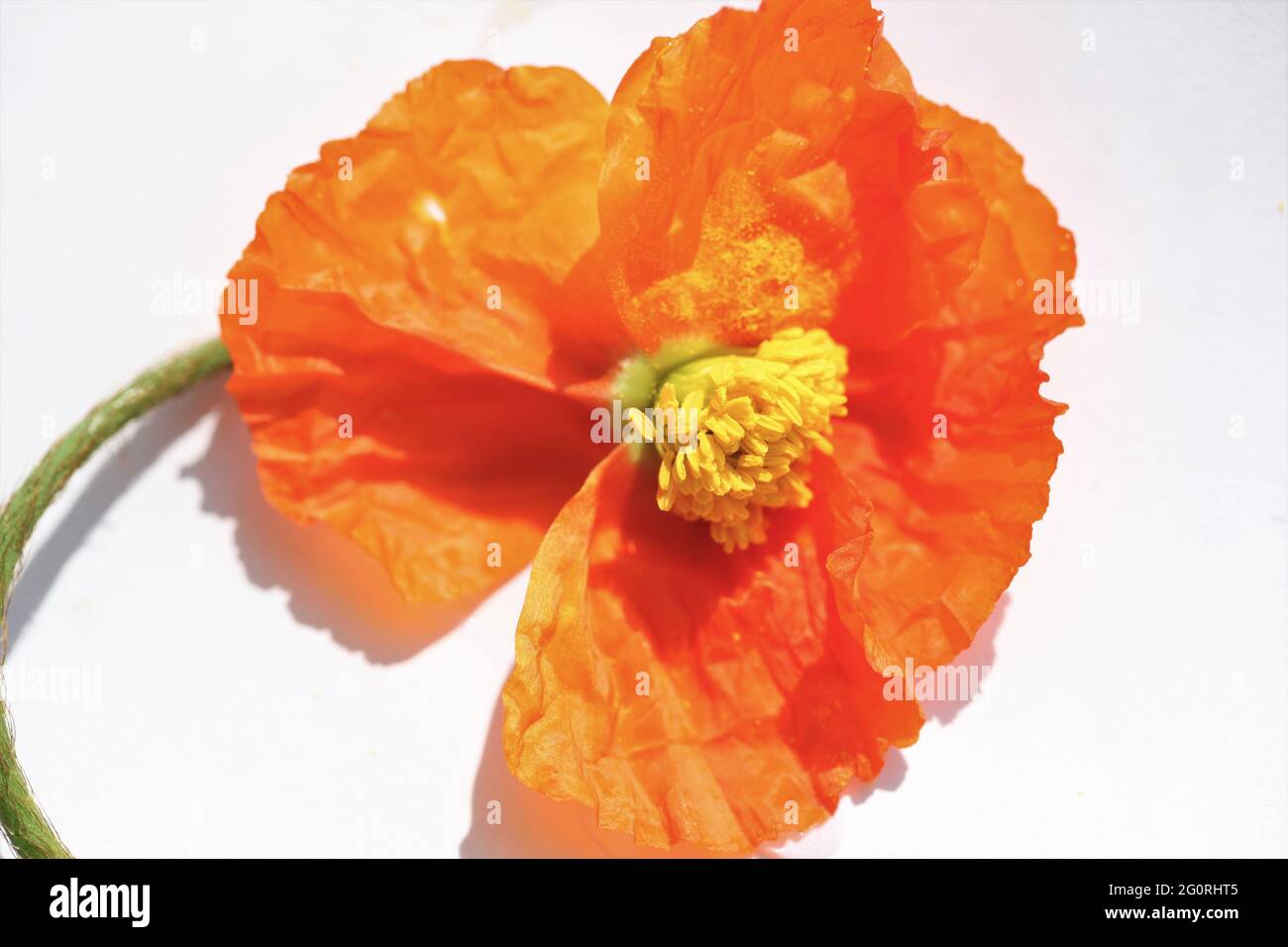 Rupifragum hi-res stock photography and images - Alamy