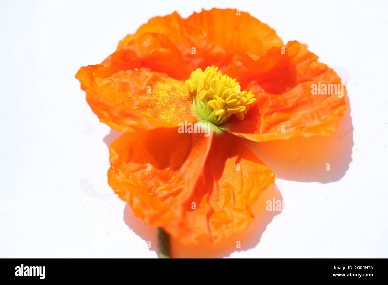 Rupifragum hi-res stock photography and images - Alamy