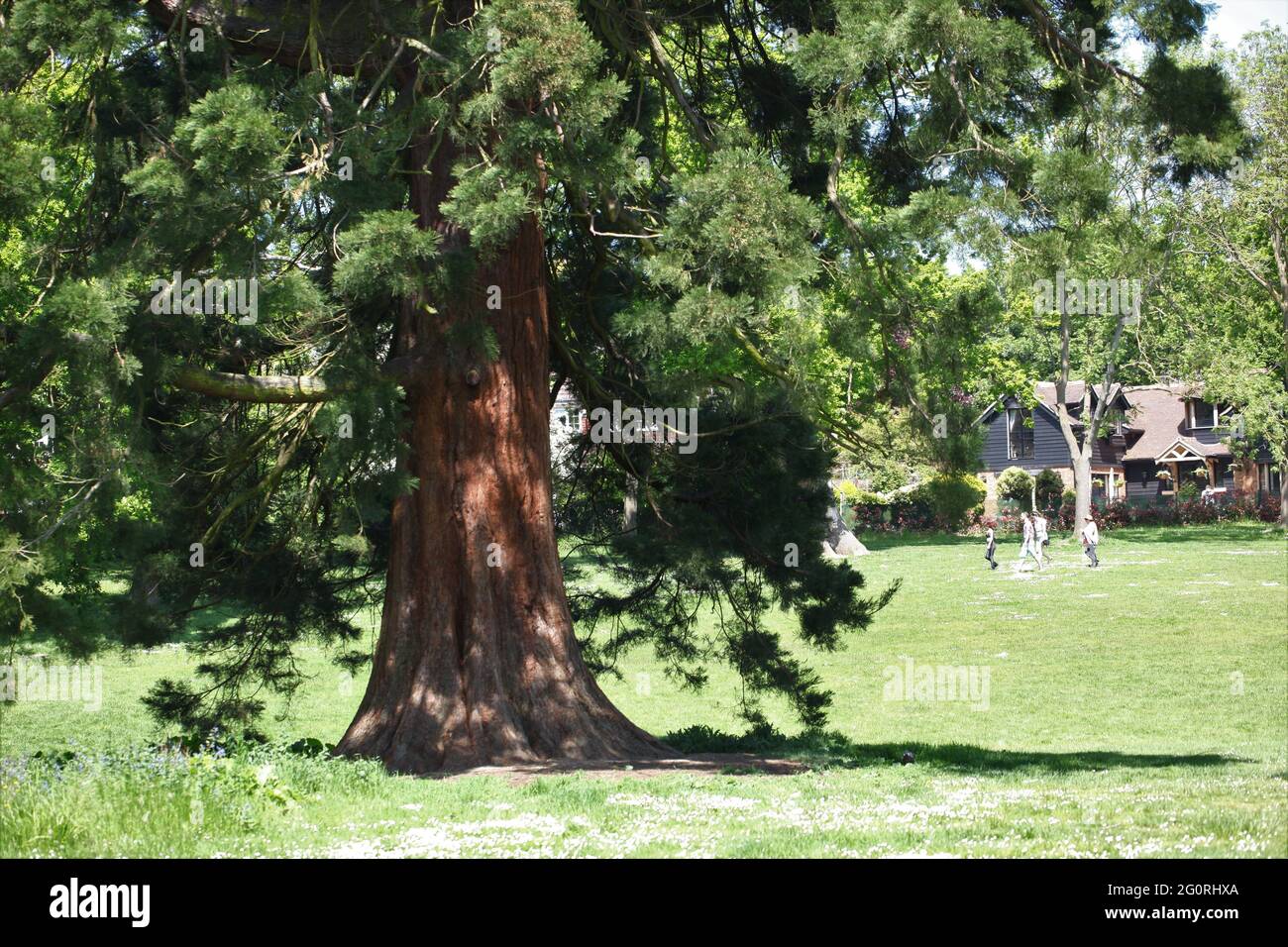 View of a Giant Redwood Tree / Sequoiadendron giganteum Stock Photo - Alamy
