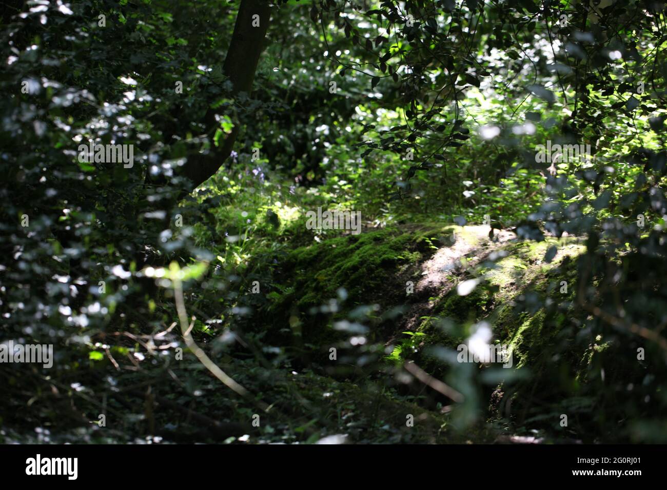 Ancient boundary bank hi-res stock photography and images - Alamy
