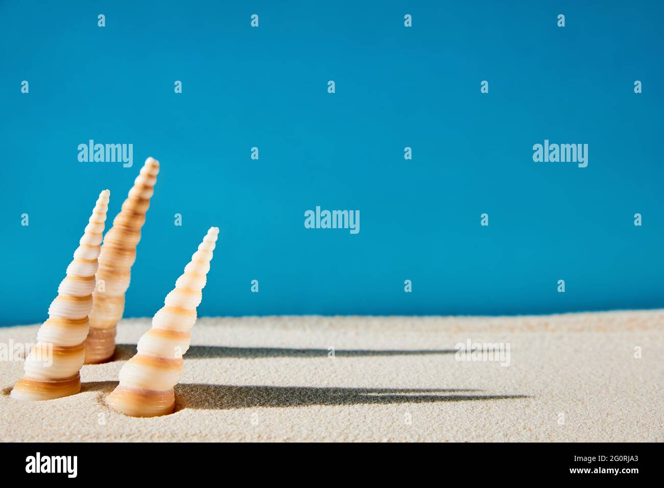 Exotic sea shells stand in the sand on a blue background Stock Photo ...