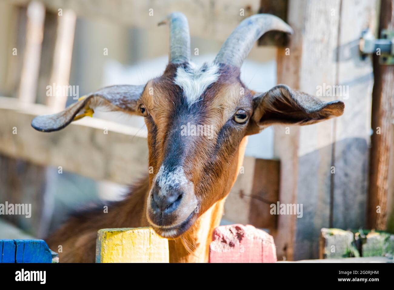Goat pen hi-res stock photography and images - Alamy