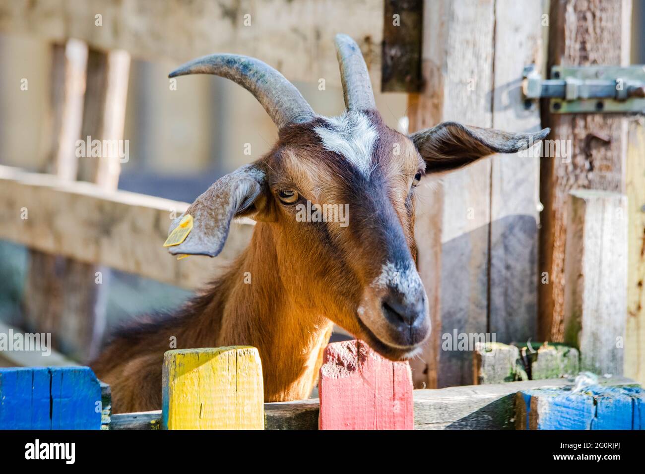 goat close-up in the pen Stock Photo - Alamy
