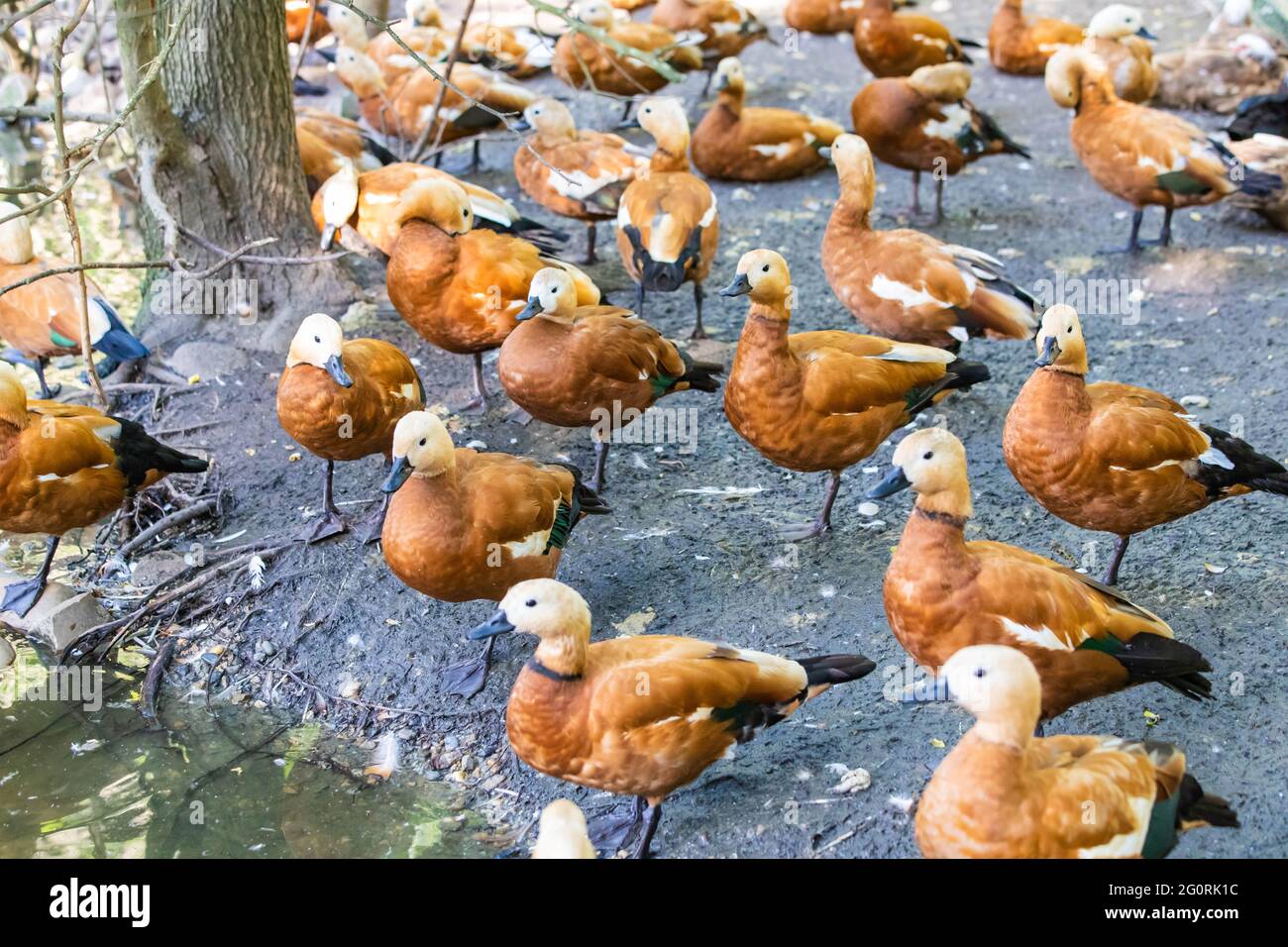 Brown duck feathers hi-res stock photography and images - Alamy