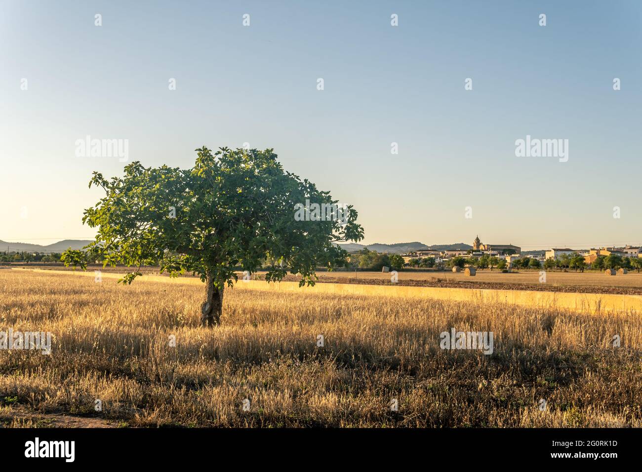 Landscape in the interior of the island of Mallorca. Close-up of a fig ...