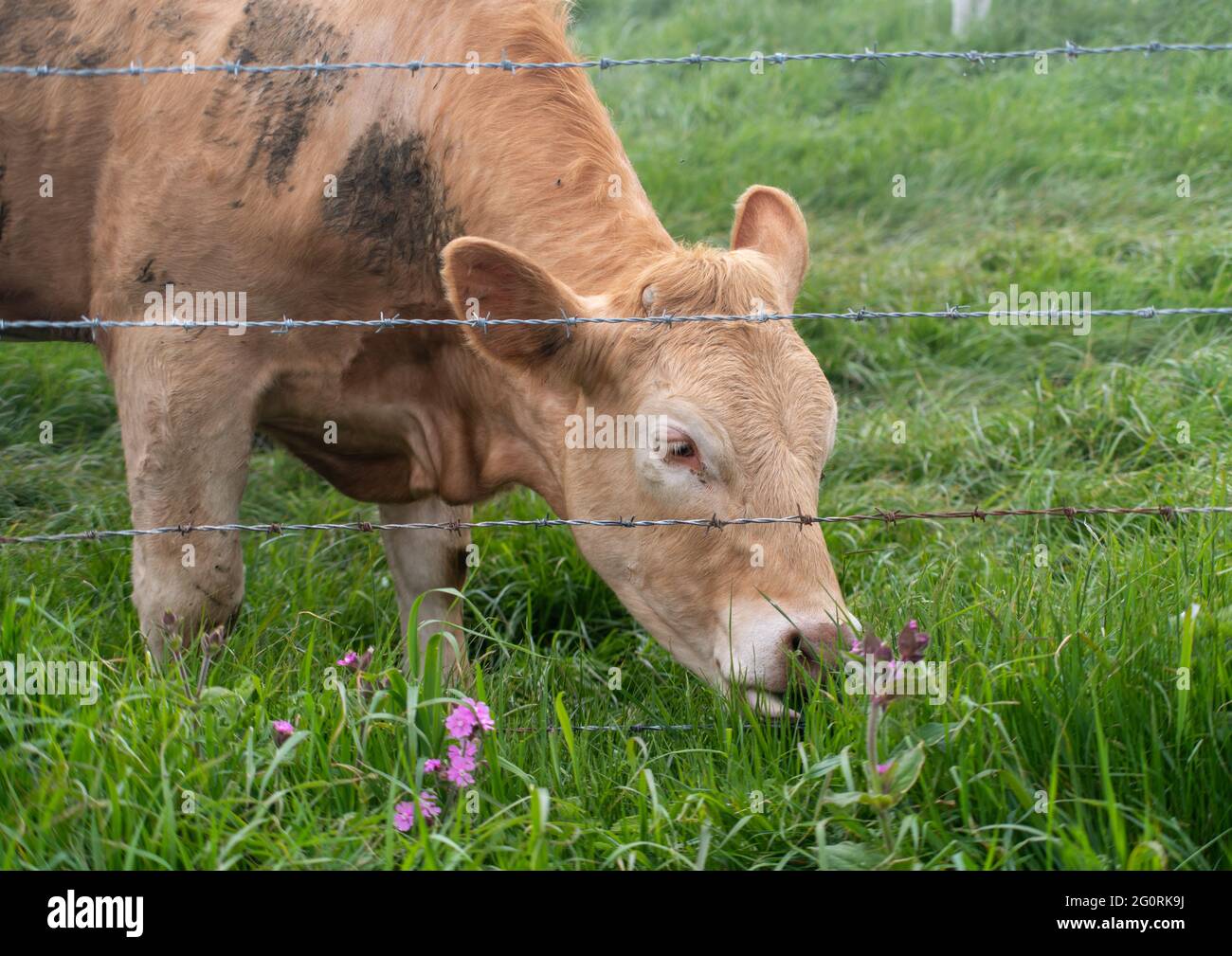 A brown cow behind a barbed wire fence appearing to be sniffing flowers ...