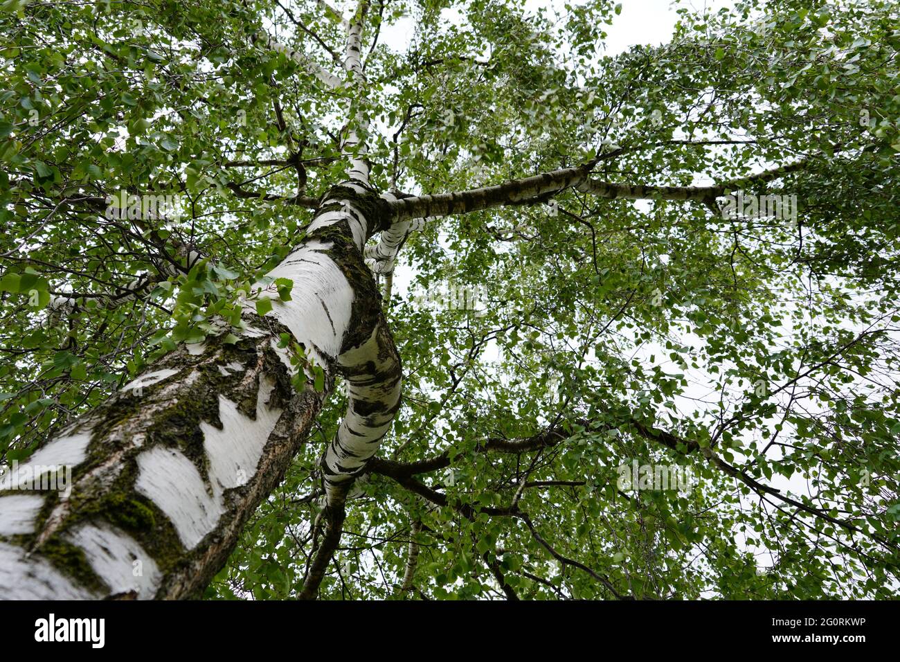 Crown plants hi-res stock photography and images - Alamy