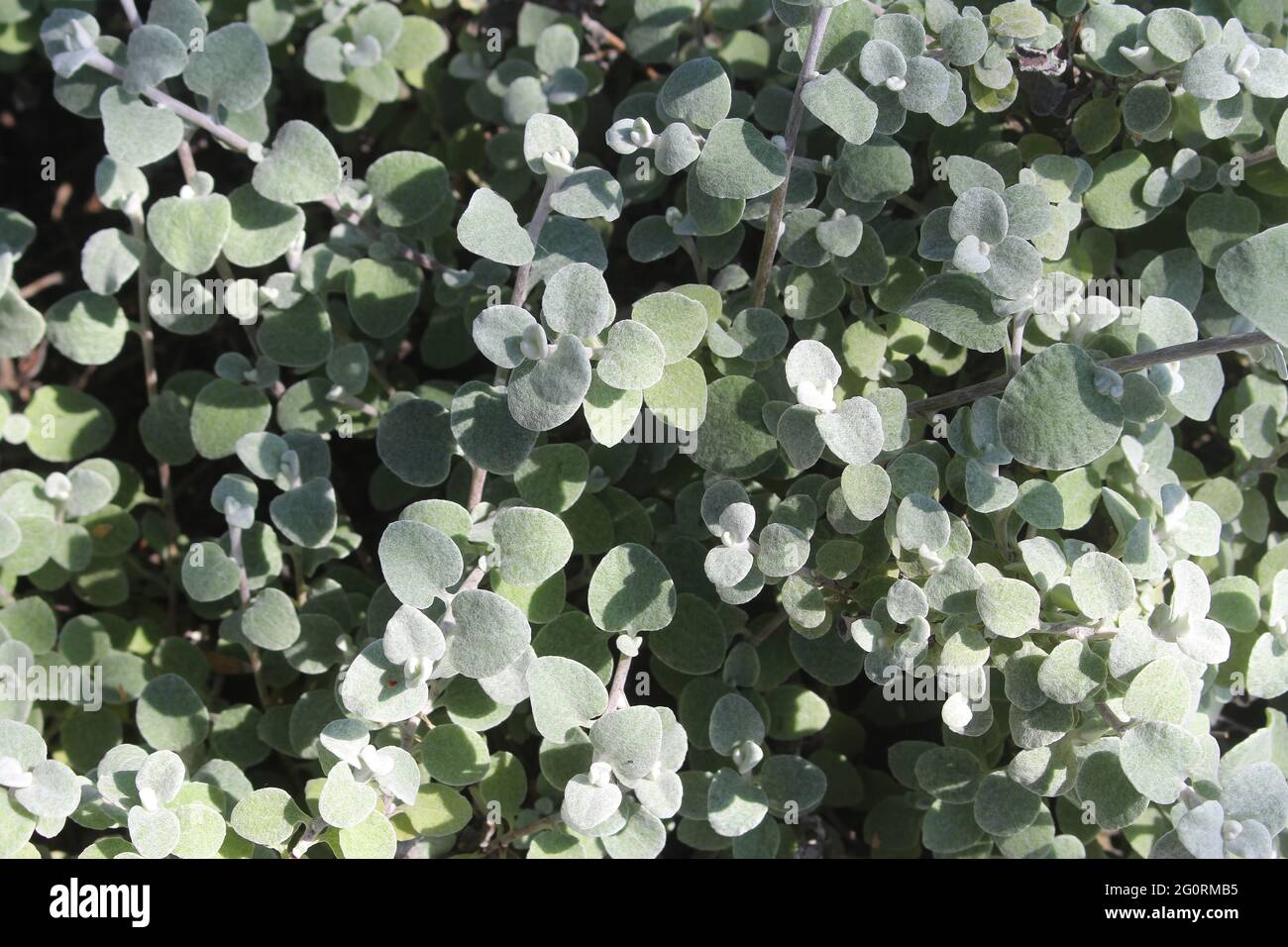 Imphepho High Resolution Stock Photography and Images - Alamy