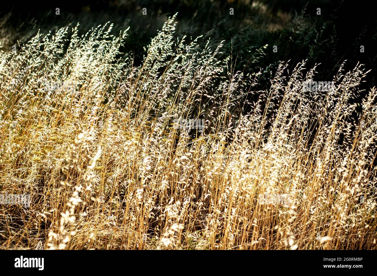 Beautiful calming dry grass background with seamless natural pattern ...